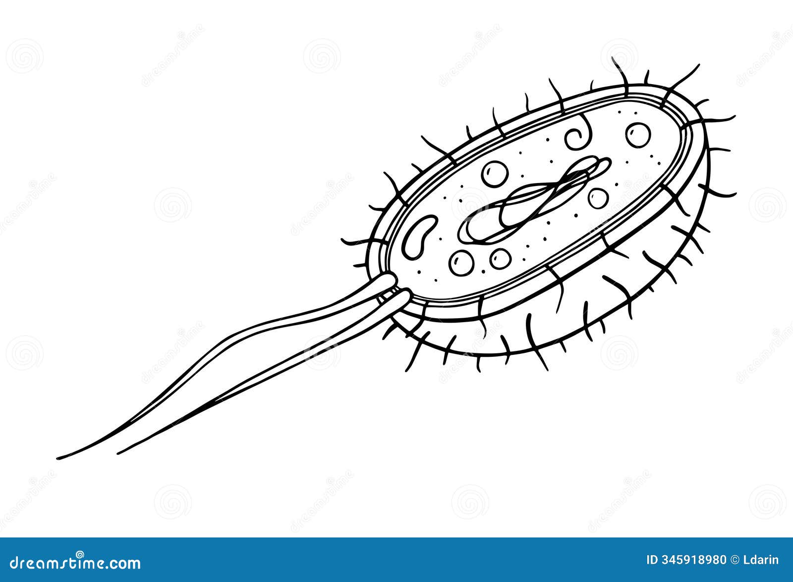 Diplococci Structure. Bacteria Diplococcus. Infographics. Vector ...