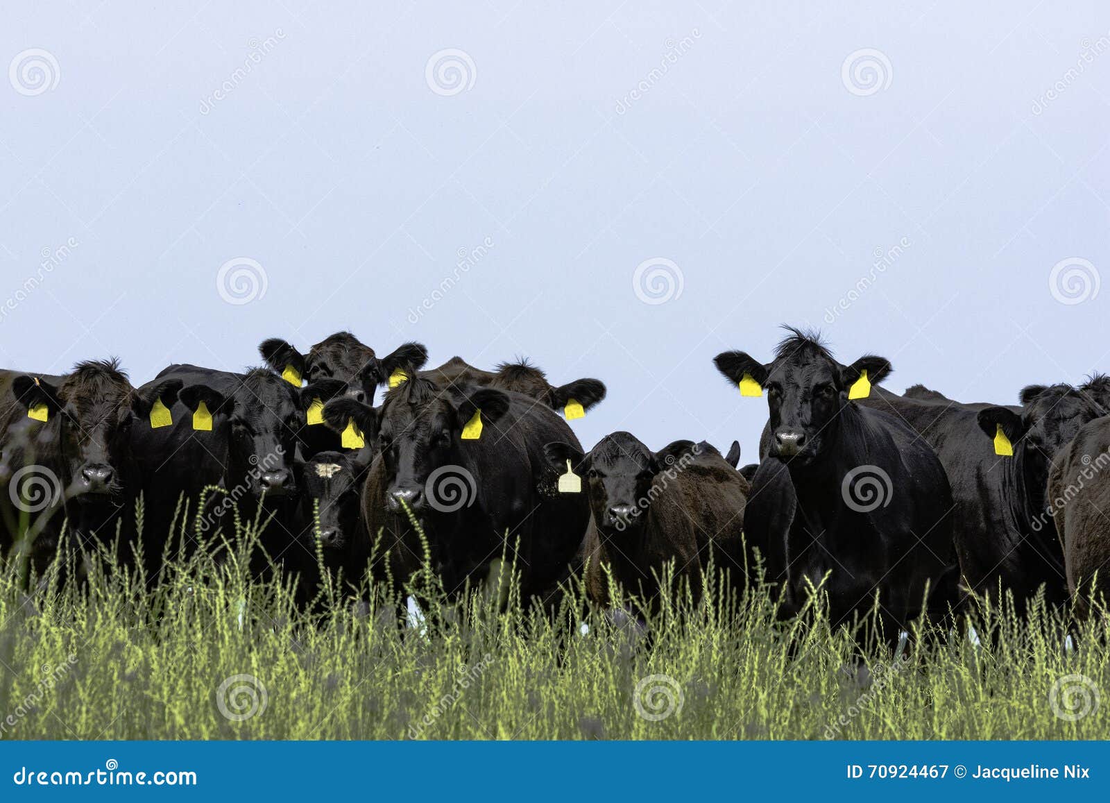 Line of Angus cattle stock image. Image of ranching, country - 70924467