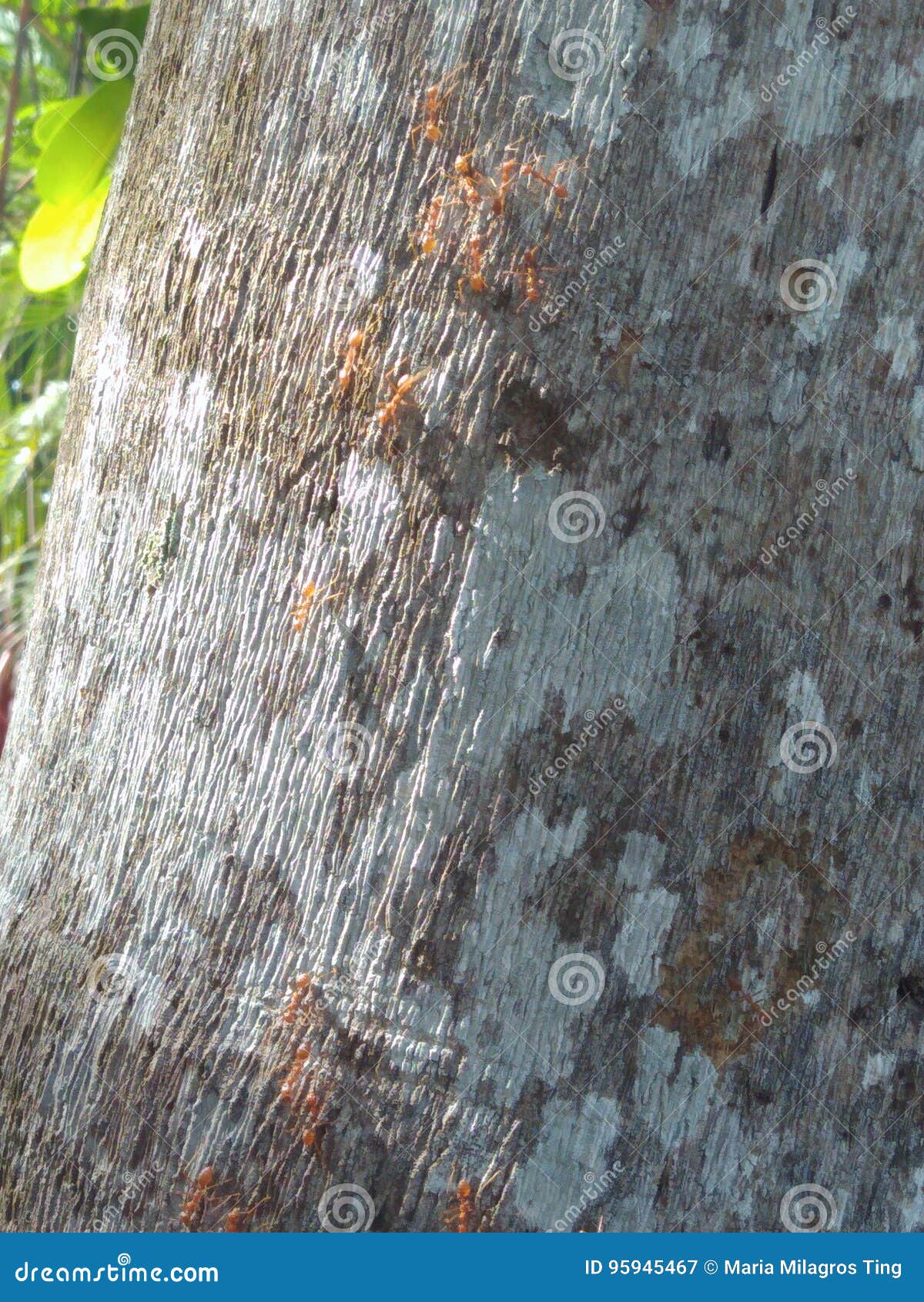 Line of ants stock image. Image of hantik, ants, tagalog - 95945467