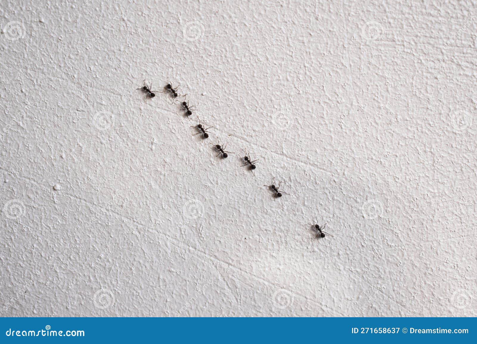 A line of ants on wall stock image. Image of ants, white - 271658637