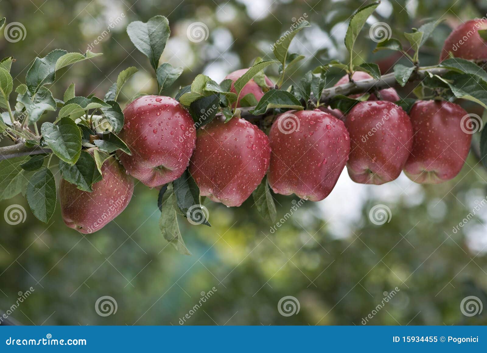 A line of apples stock image. Image of bunch, color, droplets - 15934455