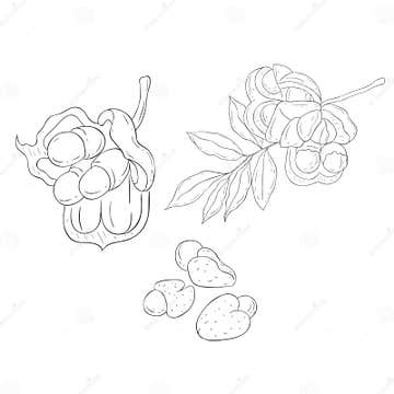 Line Art Ackee. Vector Illustration Stock Vector - Illustration of ...