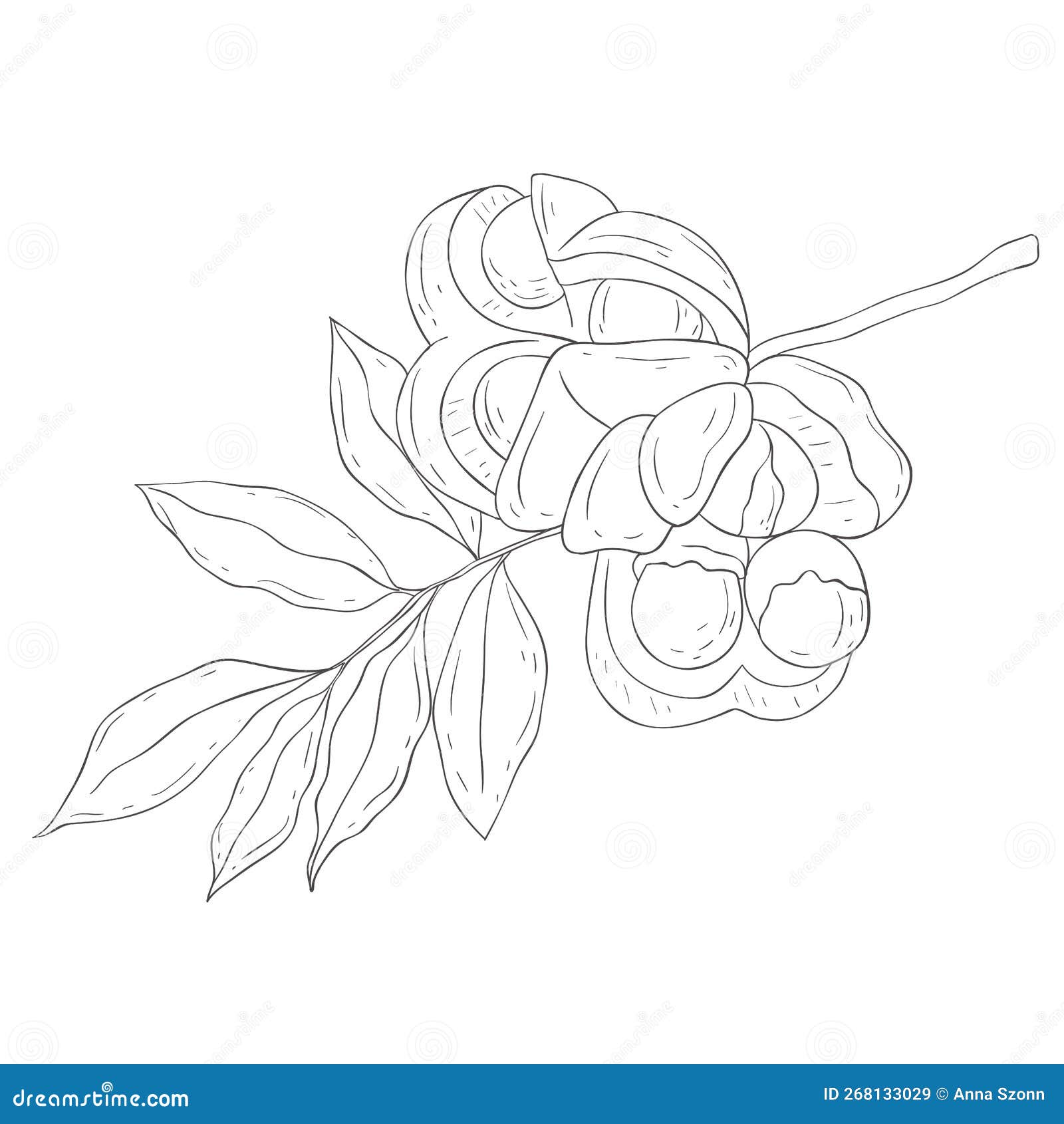 Line Art Ackee. Vector Illustration Stock Illustration - Illustration ...