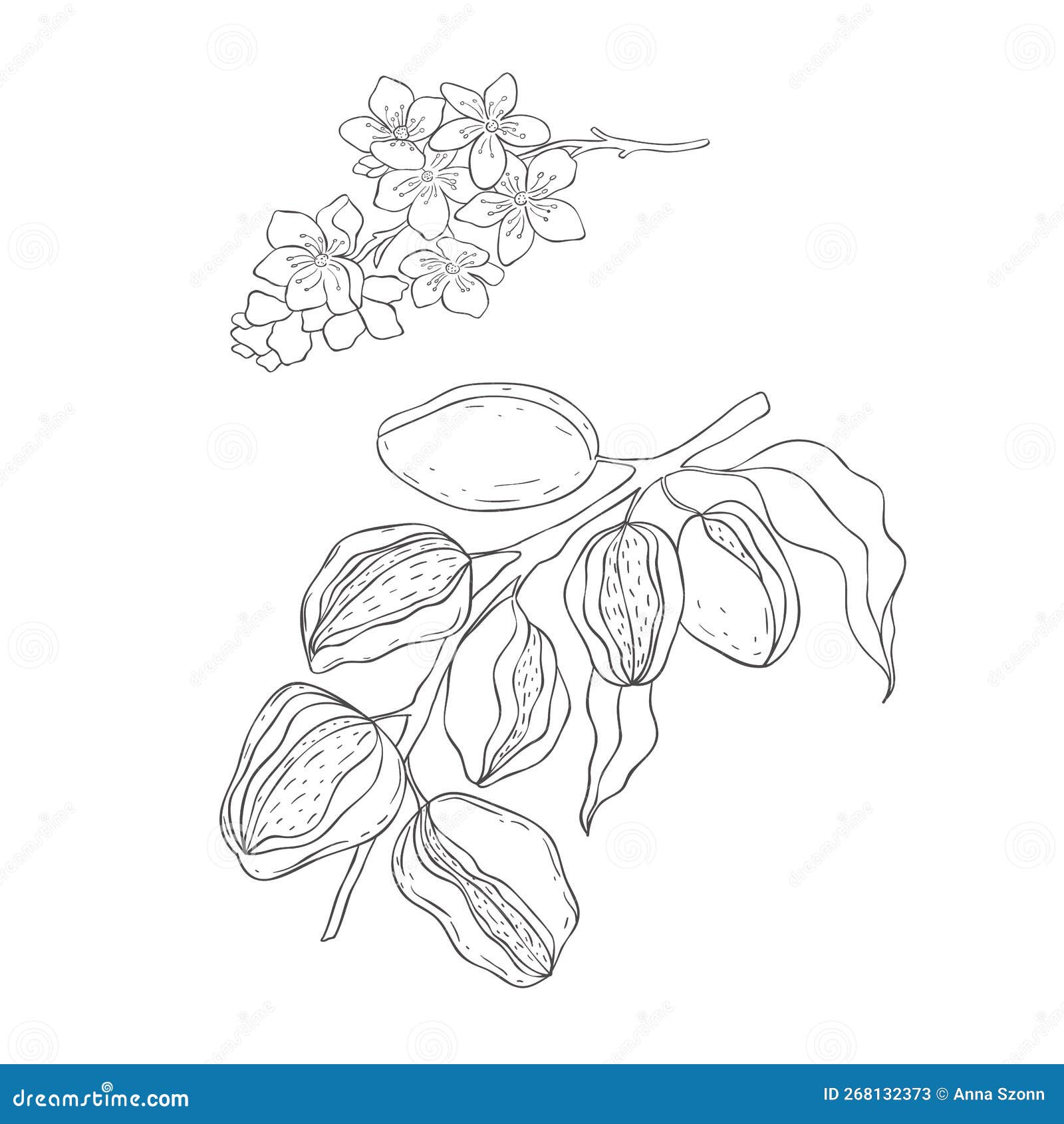 Line Art Almond Branch. Vector Illustration Stock Illustration ...
