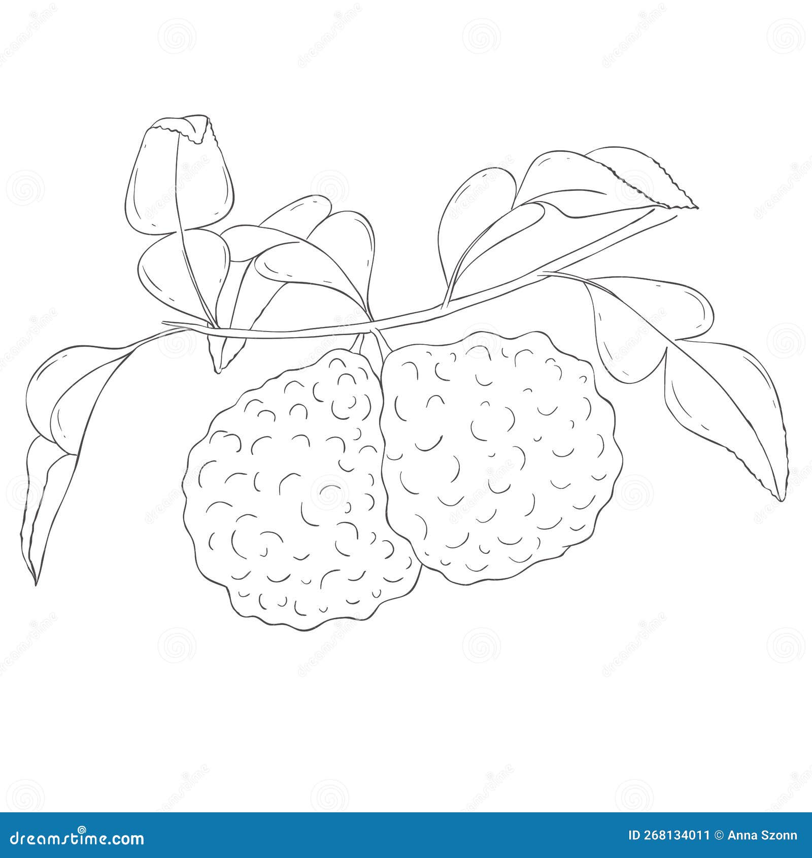 Line Art Bergamot Fruit. Vector Illustration Stock Vector ...