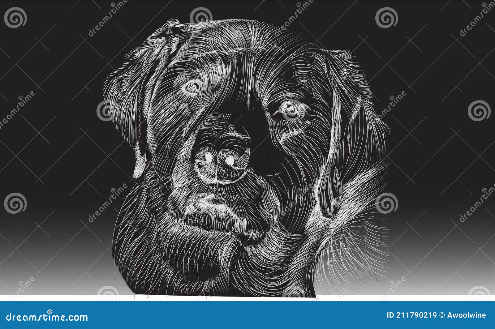 Line Art of Black Lab Portrait on Dark Background with Graduated Tone ...