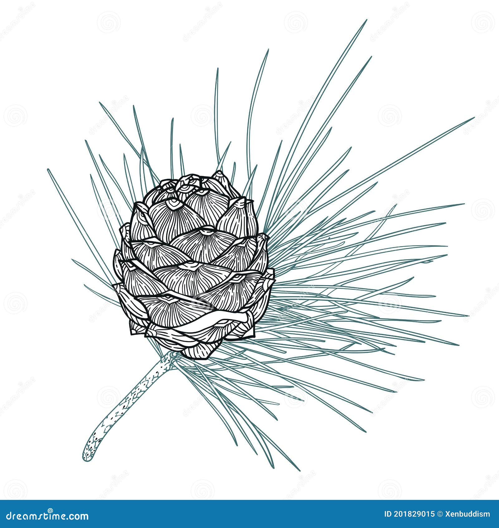 Line Art Cedar Branch with Cone Stock Illustration - Illustration of ...