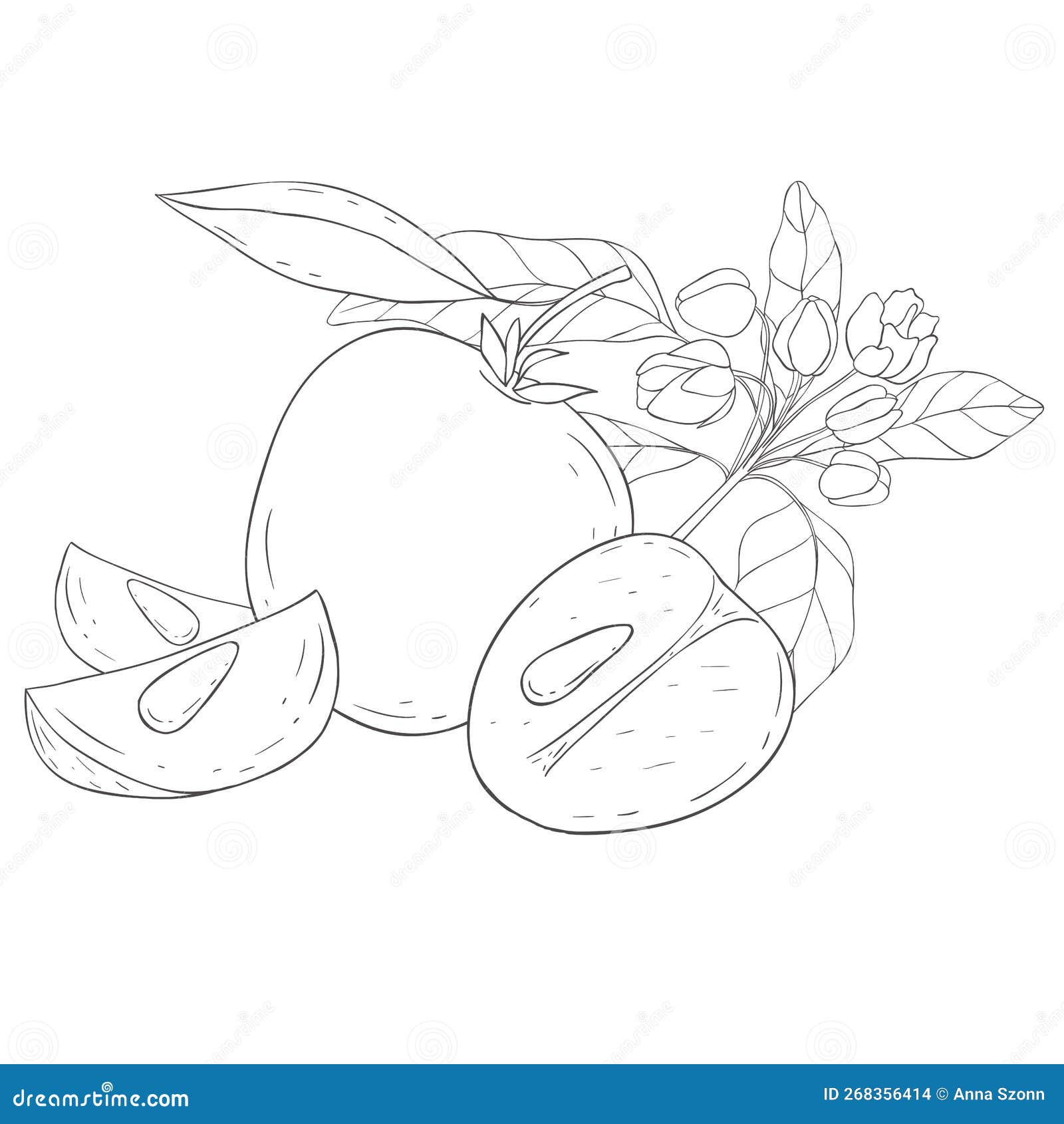 Line Art Chikoo. Elements of Fruits and Flowers Stock Illustration ...