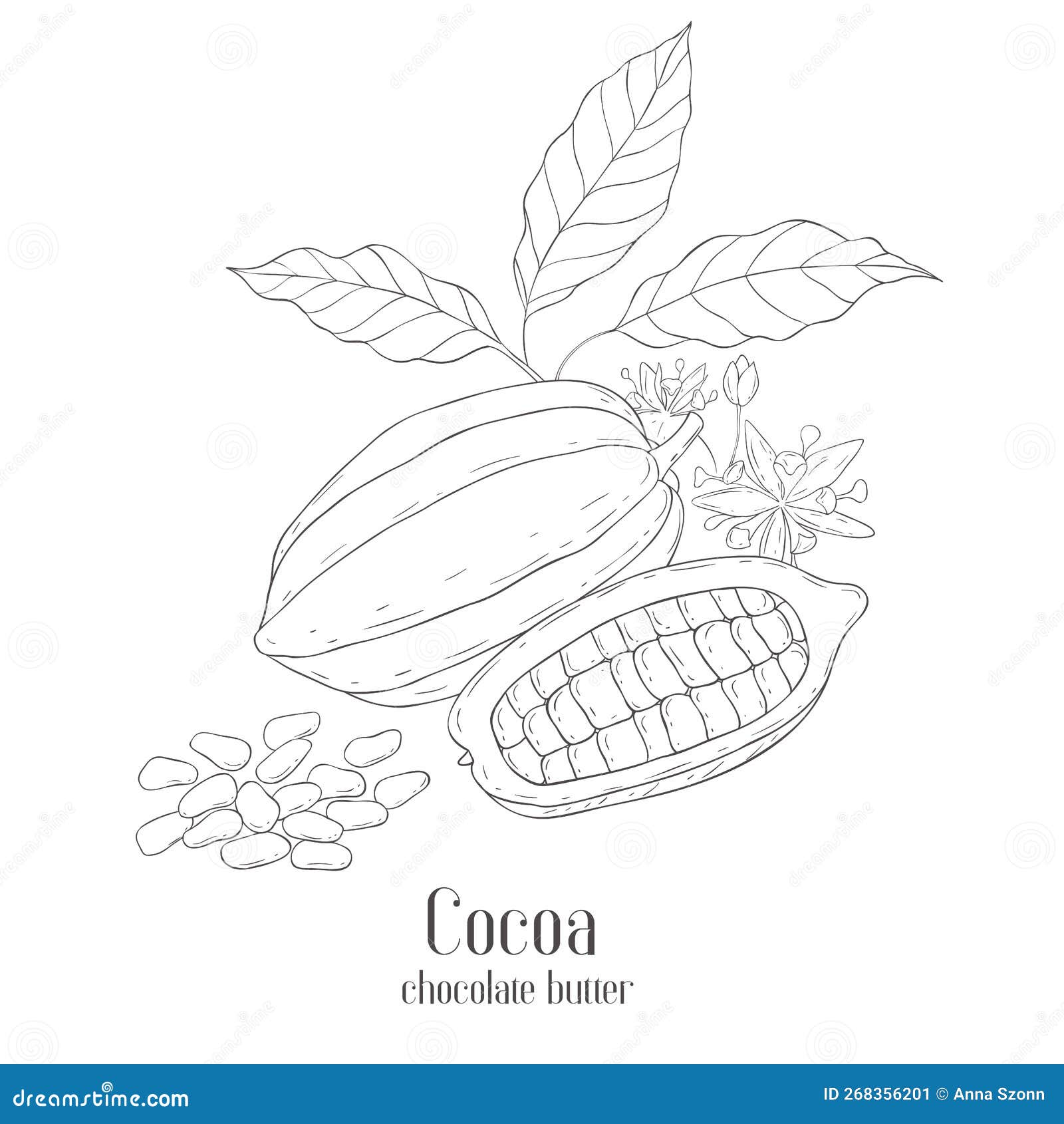 Line Art Cocoa Label. Elements of Fruits and Flowers Stock Illustration ...