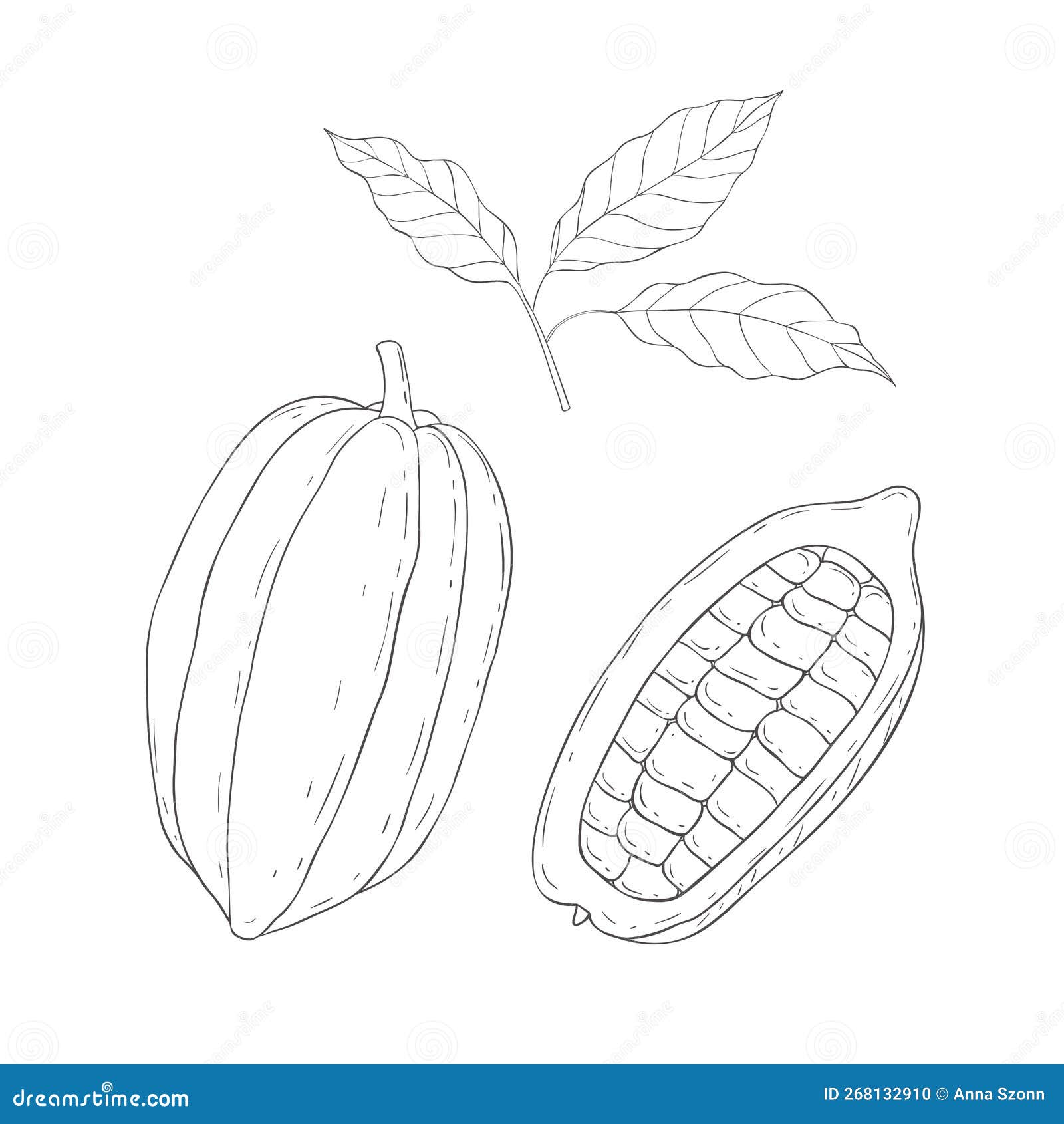 Cocoa Vector Superfood Drawing Set. Organic Healthy Food Sketch ...
