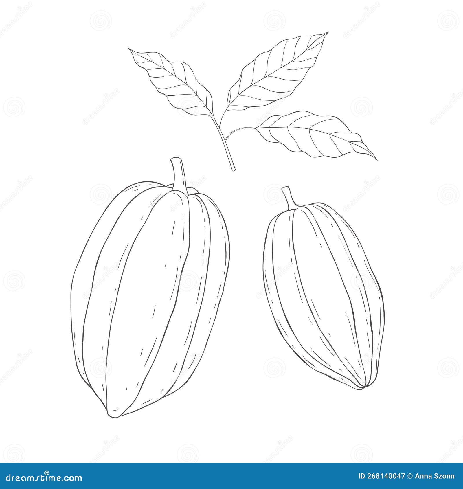 Cocoa Vector Superfood Drawing Set. Organic Healthy Food Sketch ...