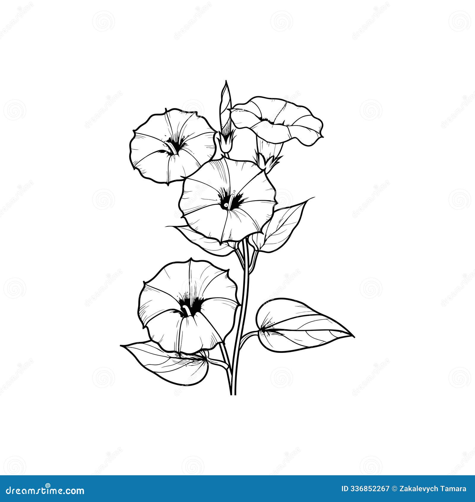 Morning Glory Line Drawing