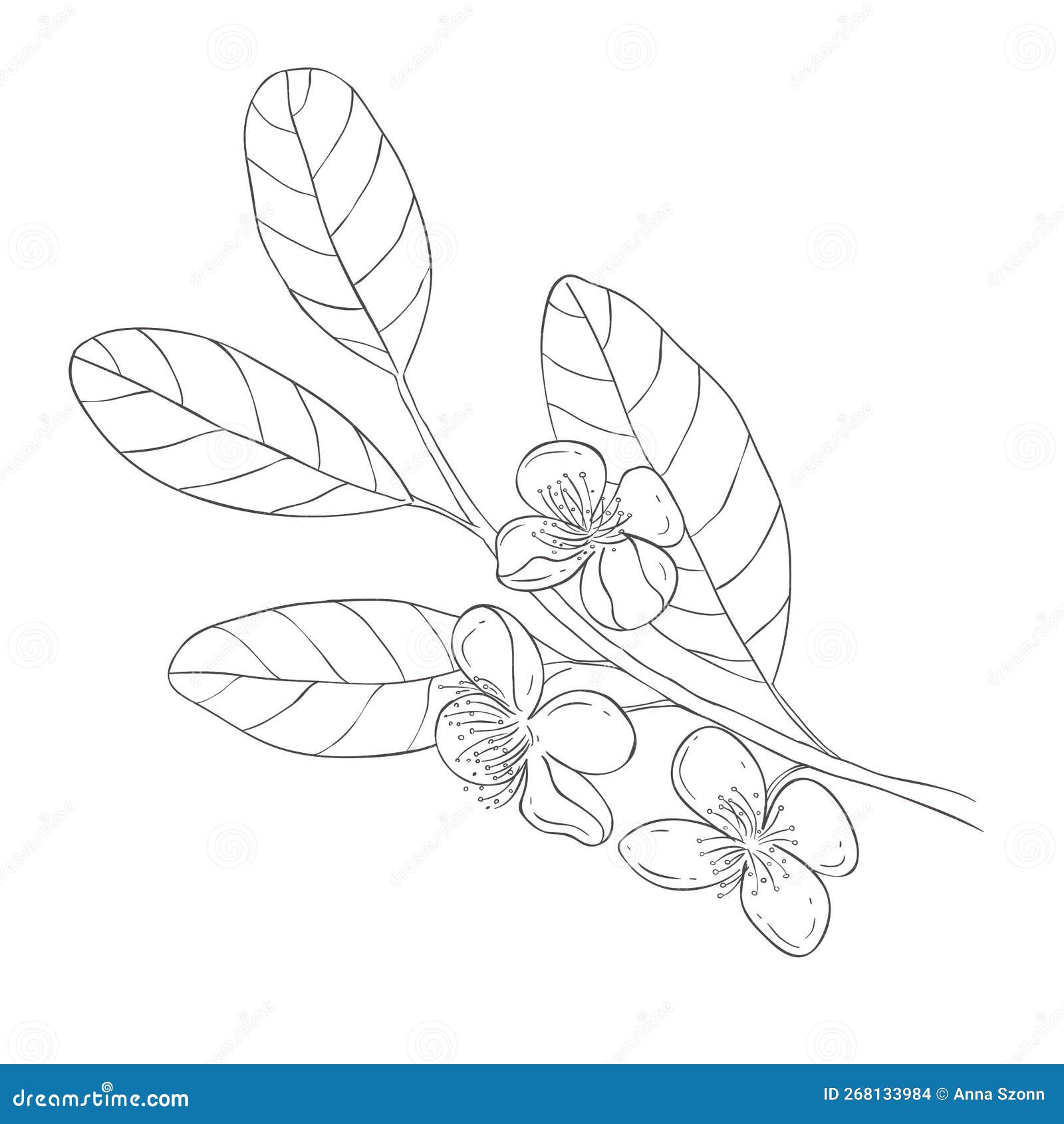 Line Art Feijoa Blossom Branch. Vector Illustration Stock Illustration ...
