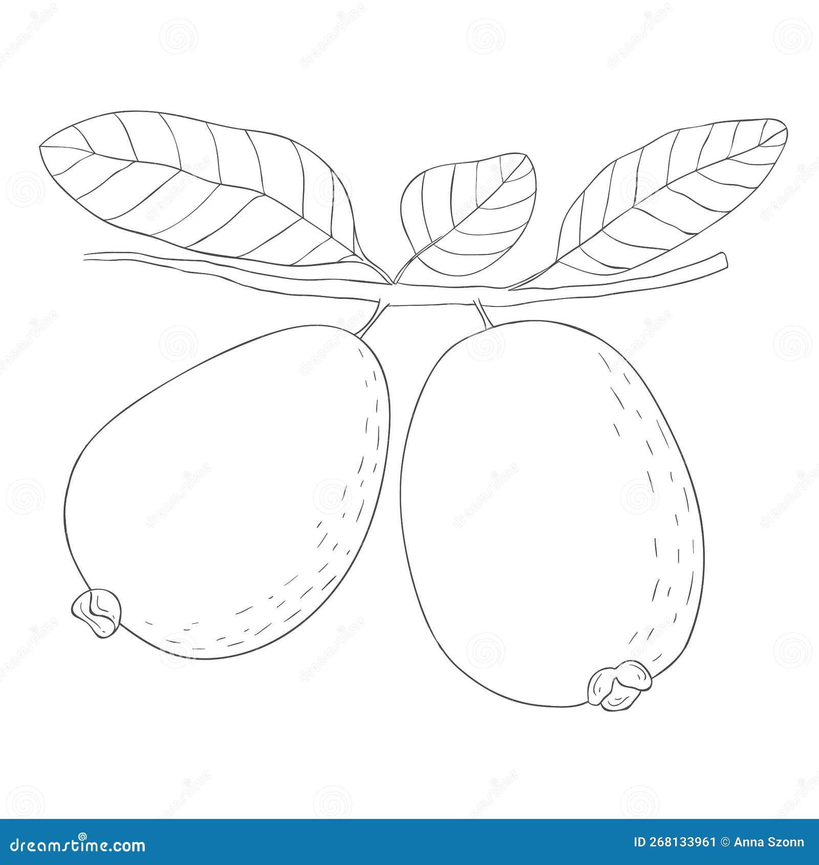 Line Art Feijoa Branch. Vector Illustration Stock Vector - Illustration ...