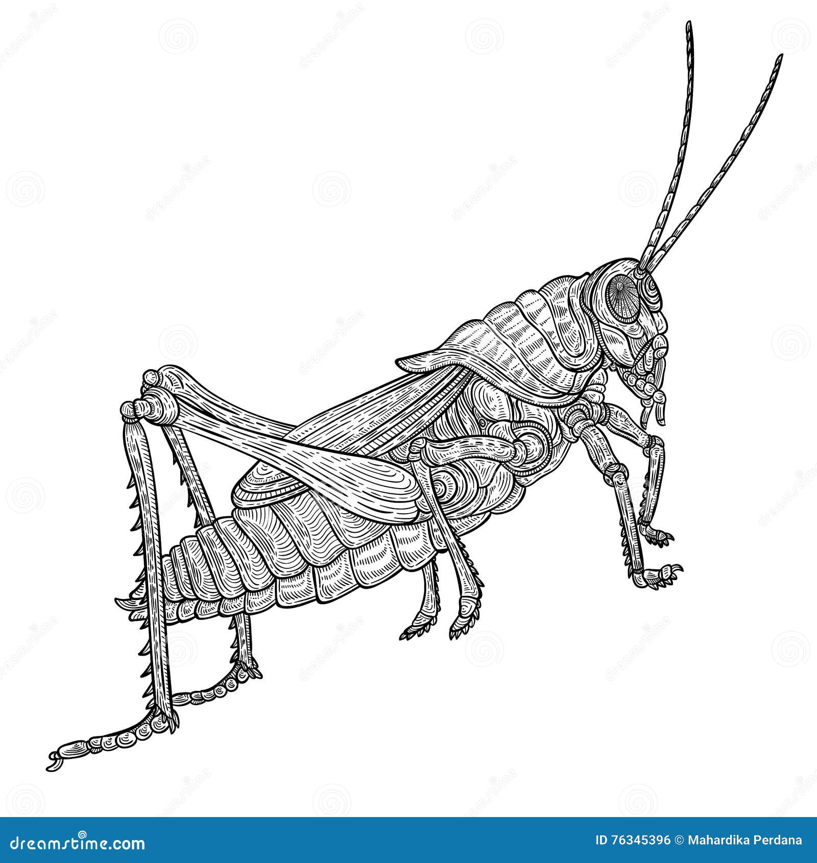 Grasshopper Illustration, Drawing, Engraving, Ink, Line Art, Vector ...