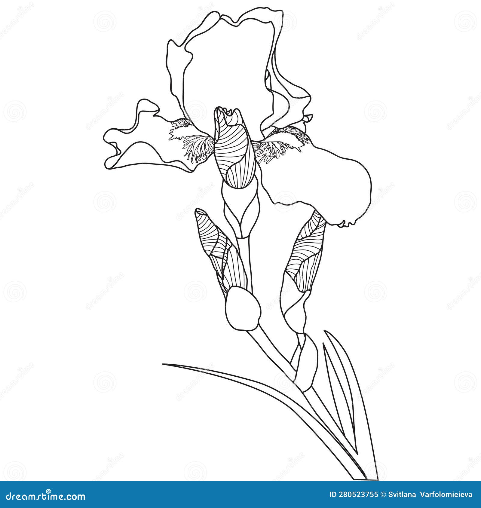 Line Art Iris Flower on White Background, Vector Illustration Stock ...