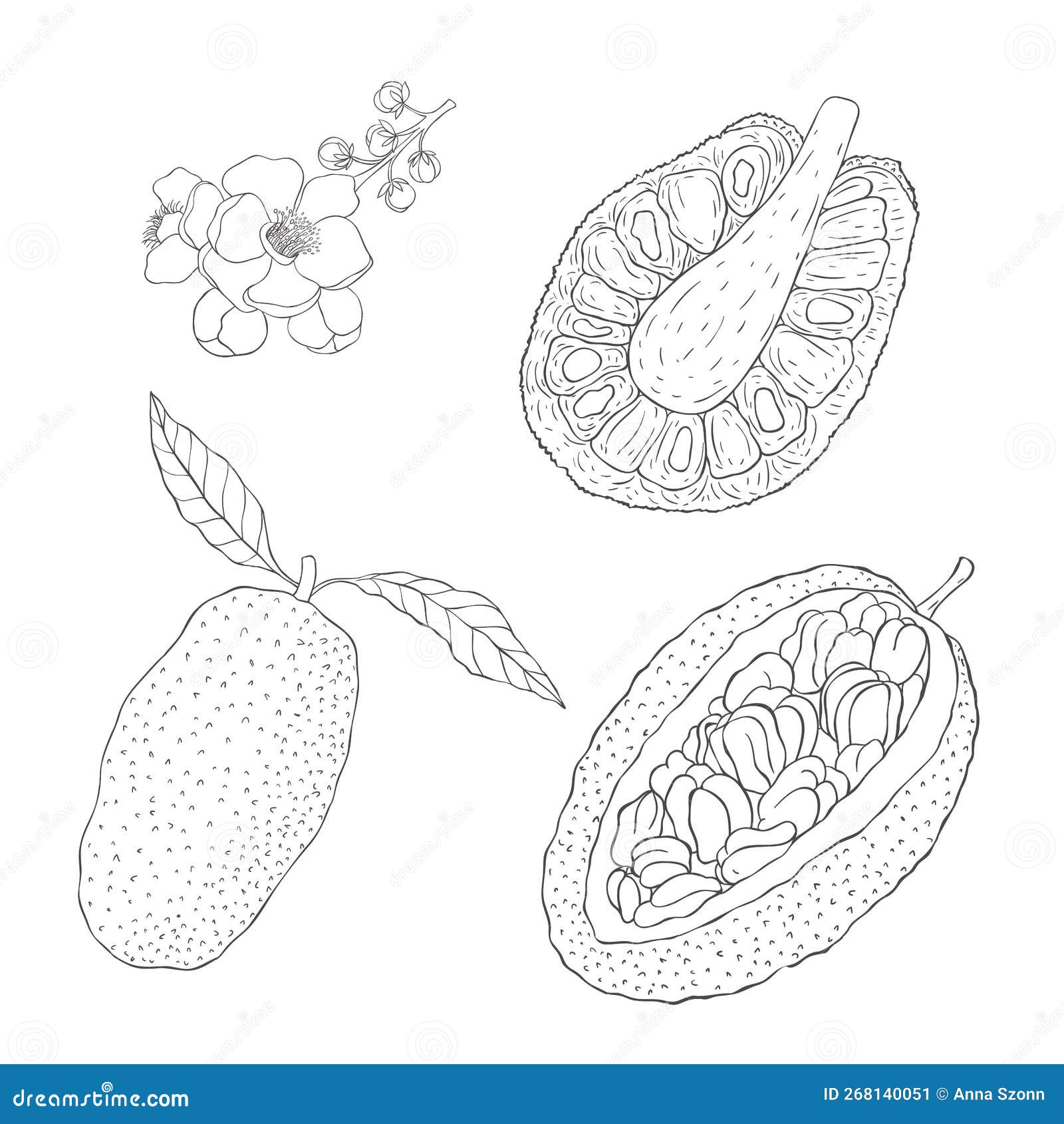 Line Art Jackfruit Set. Vector Illustration Stock Illustration ...