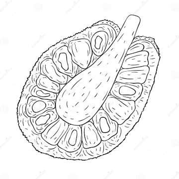 Line Art Jackfruit. Vector Illustration Stock Illustration ...