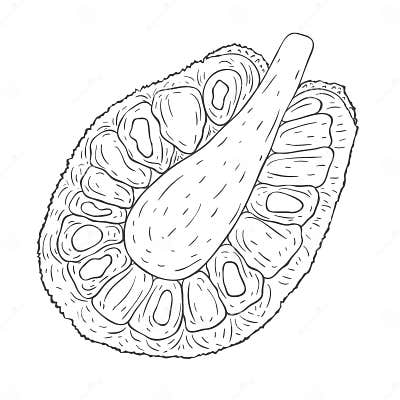 Line Art Jackfruit. Vector Illustration Stock Illustration ...