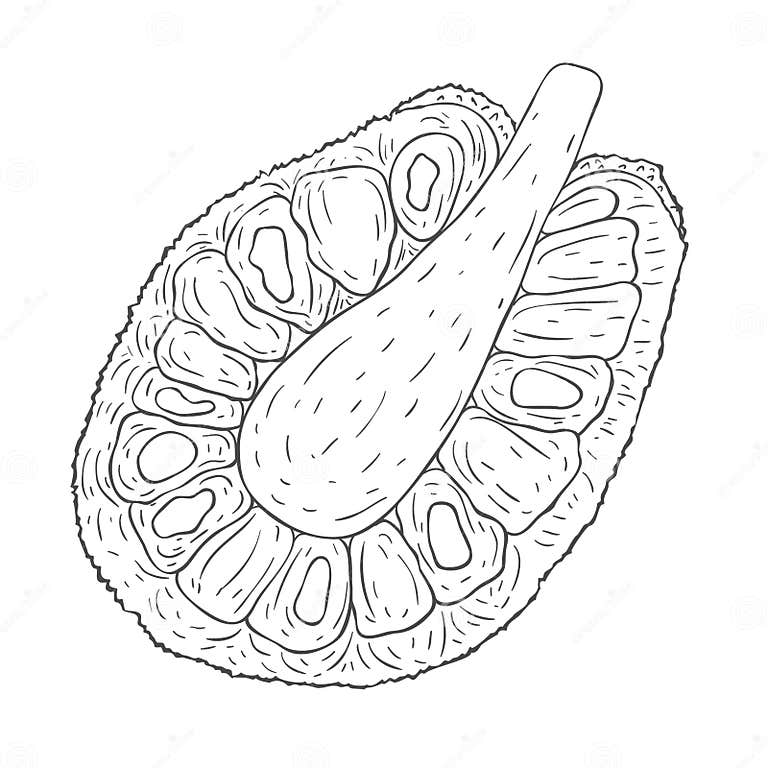 Line Art Jackfruit. Vector Illustration Stock Illustration ...