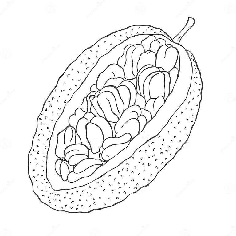 Line Art Jackfruit. Vector Illustration Stock Illustration ...