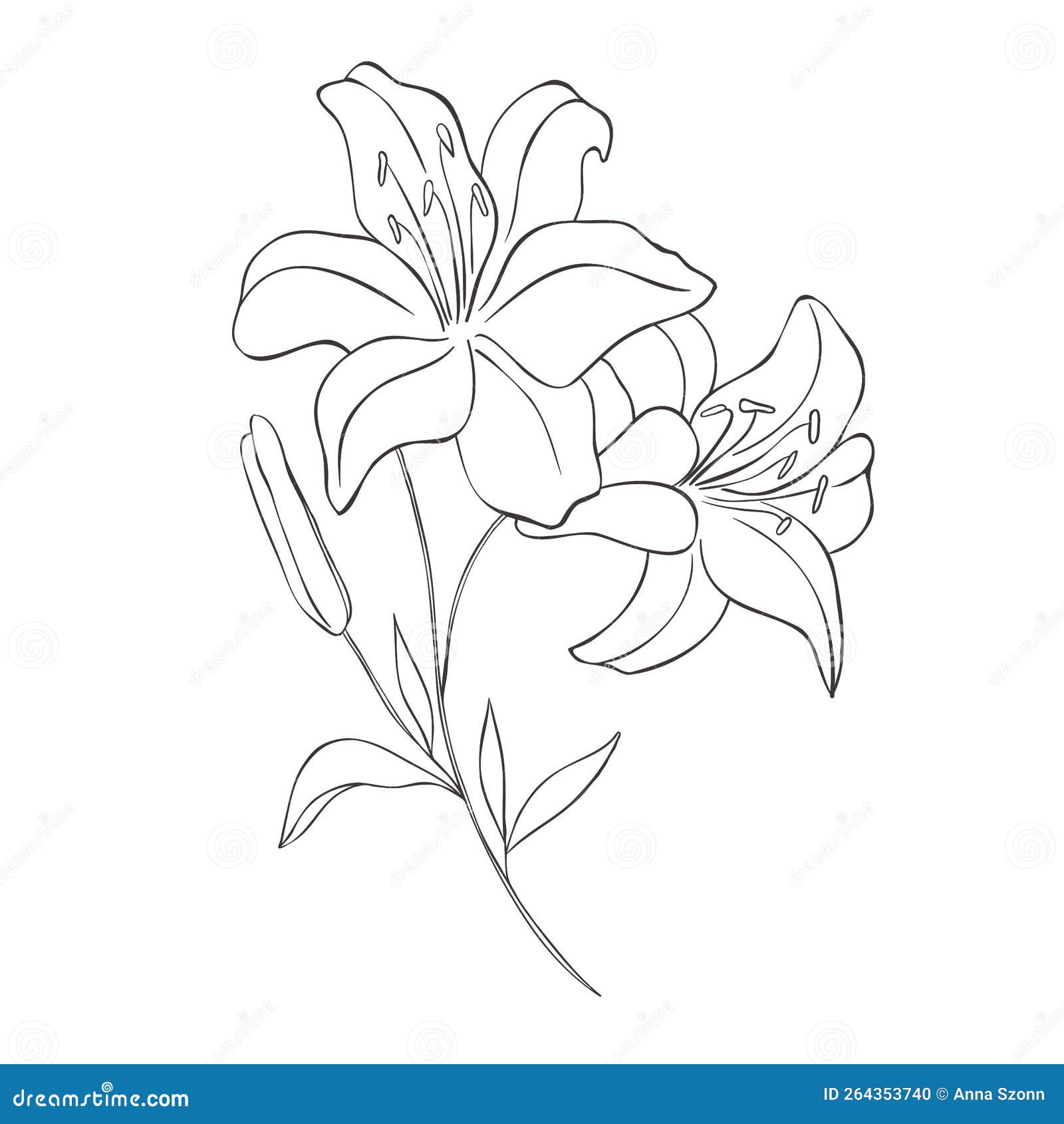 Lily - Birth Flower Vector Illustration In Watercolor Paint Text ...