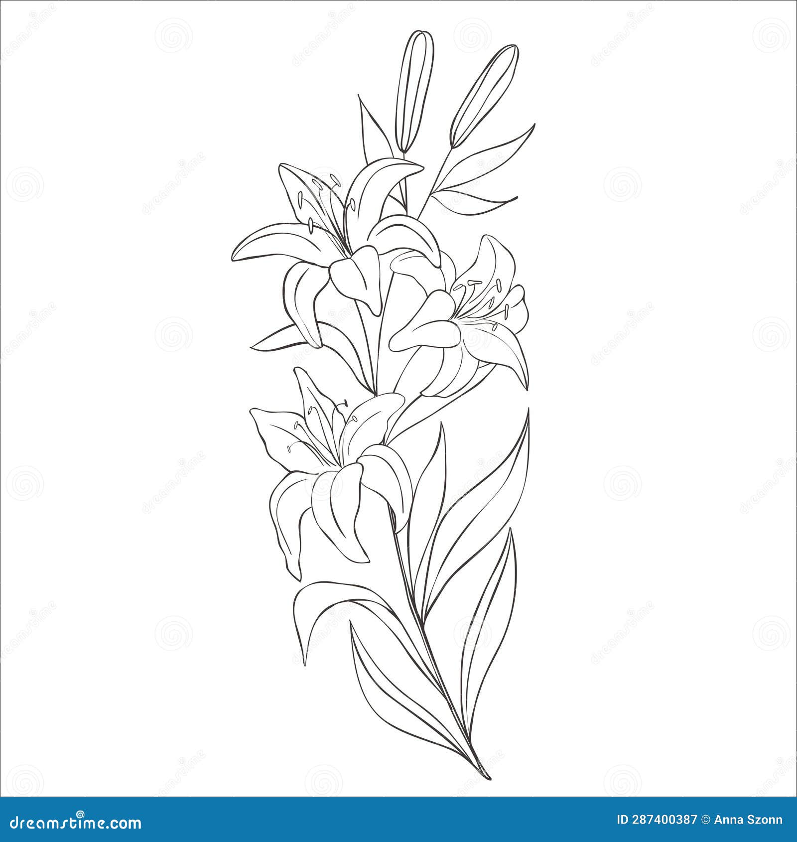 Line Art Lily Flowers on the White Background. Stock Illustration ...