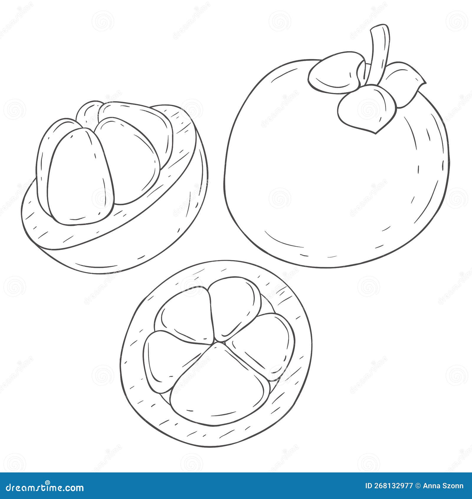 Mangosteen Vector Drawing. Hand Drawn Tropical Fruit Illustration ...