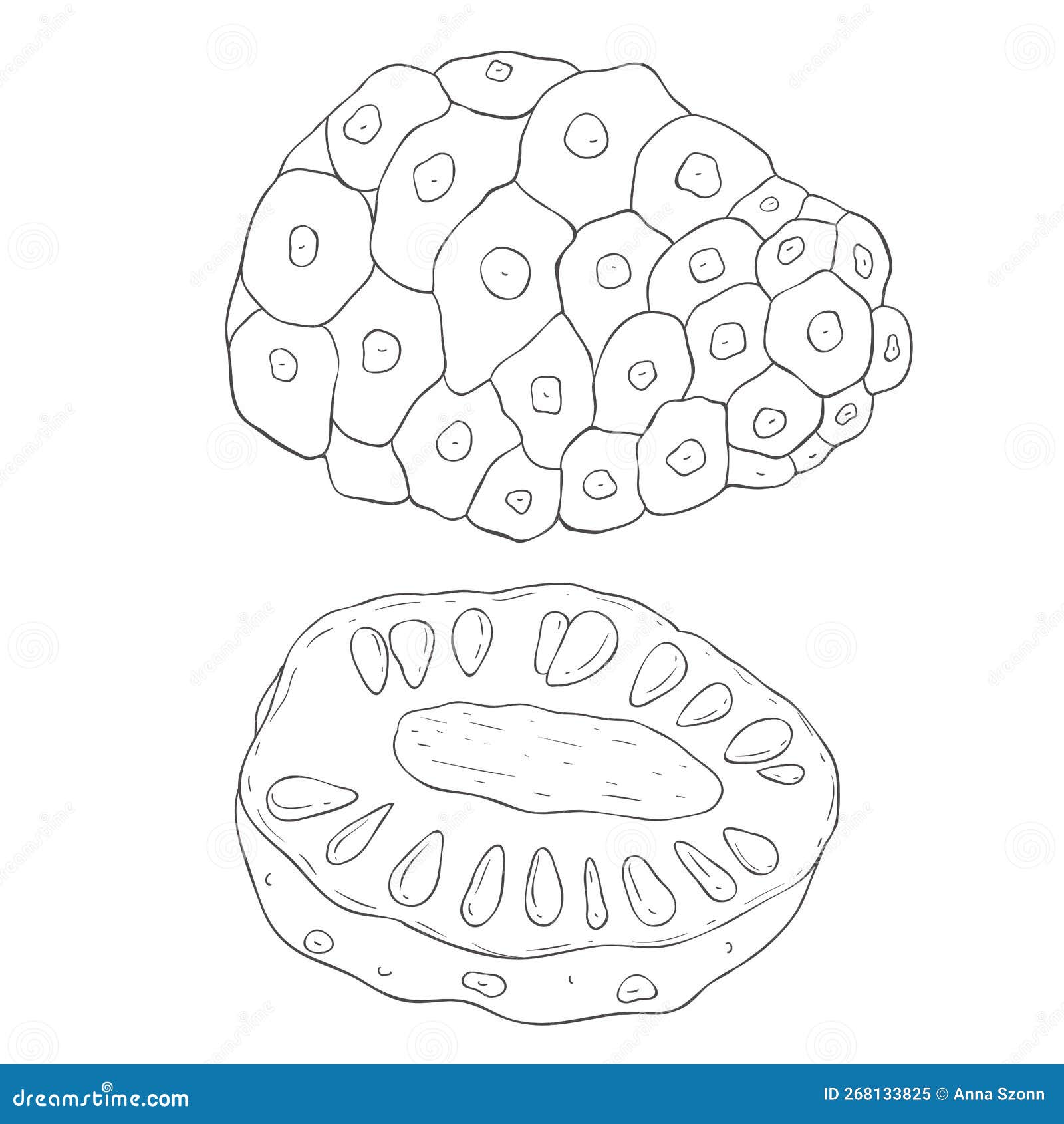 Line Art Noni Fruit. Vector Illustration Stock Vector - Illustration of ...