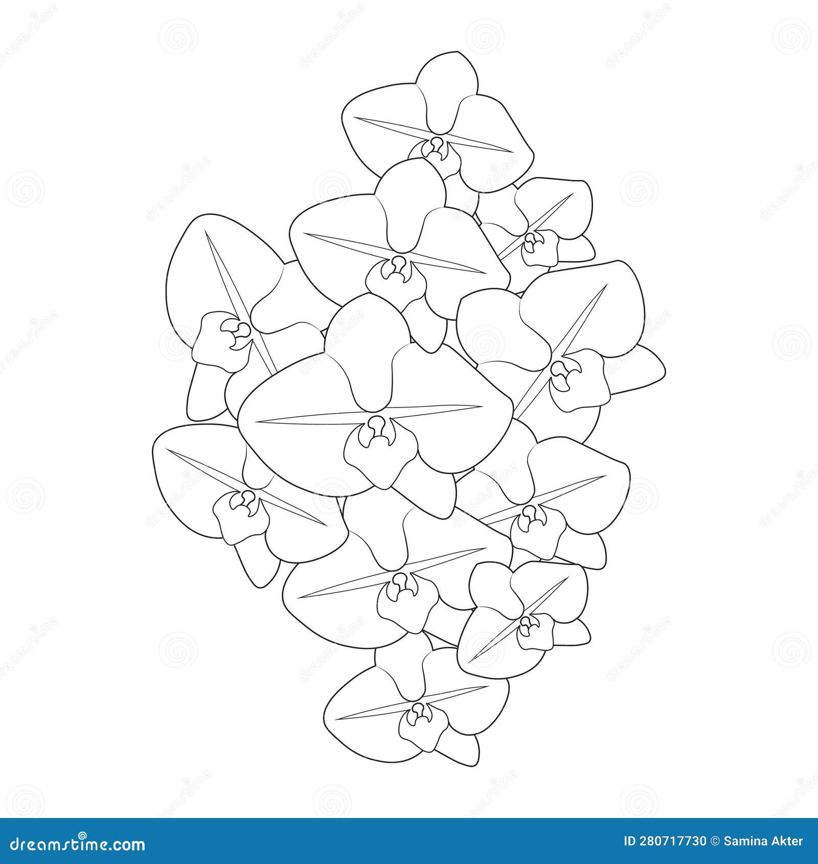 Line Art Orchid Flower Orchid Flower Outline Drawingss Orchid Vector