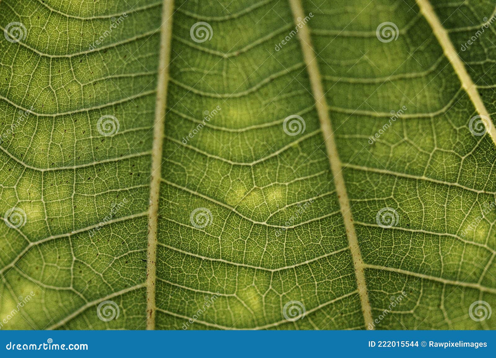 Line Art Pattern on Dark Green Dwarf White Leaf Texture Macro ...