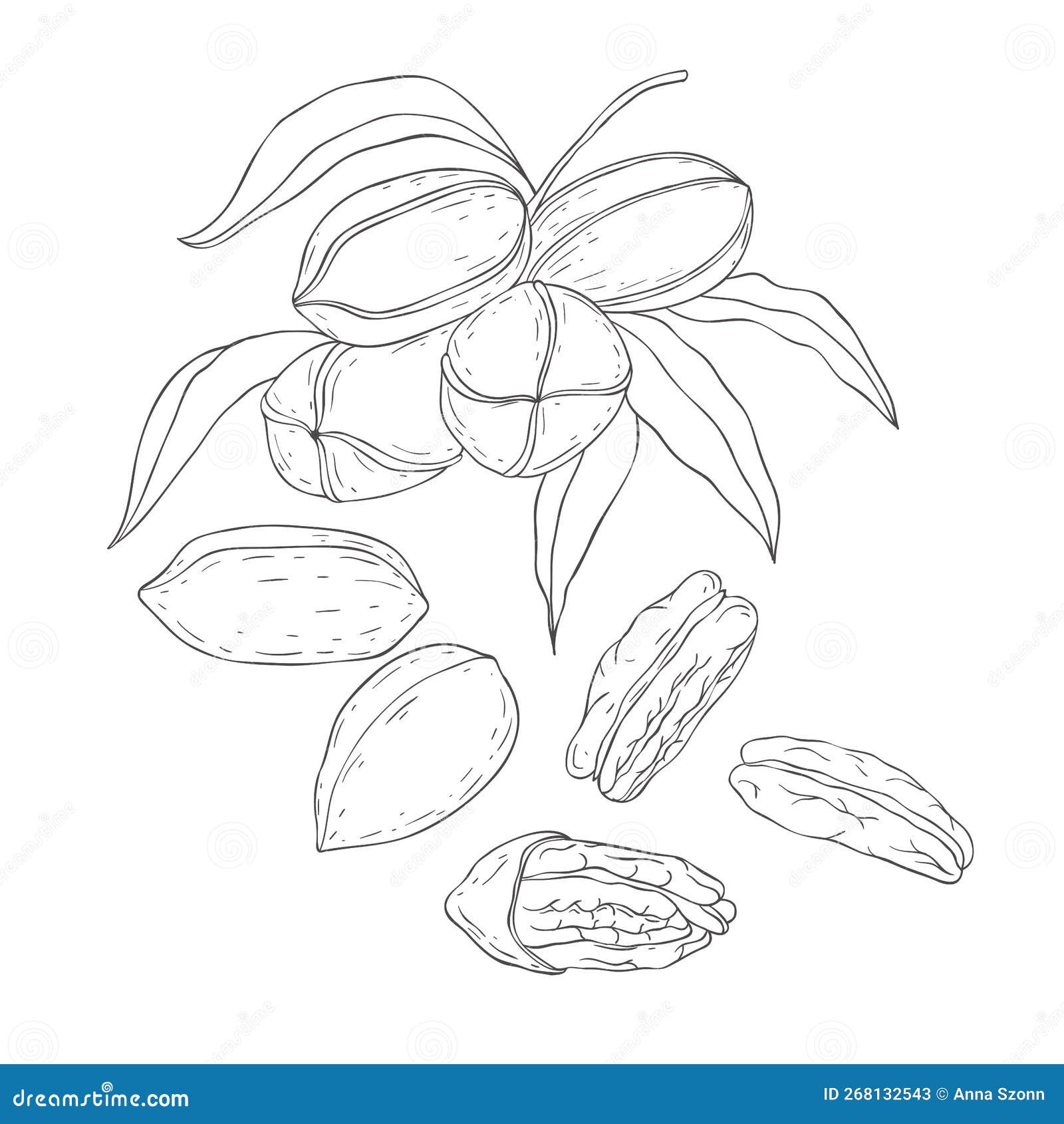 Branch Of Pecan Fruits With Leaves, Kernel And Drop Of Oil Isolated On ...