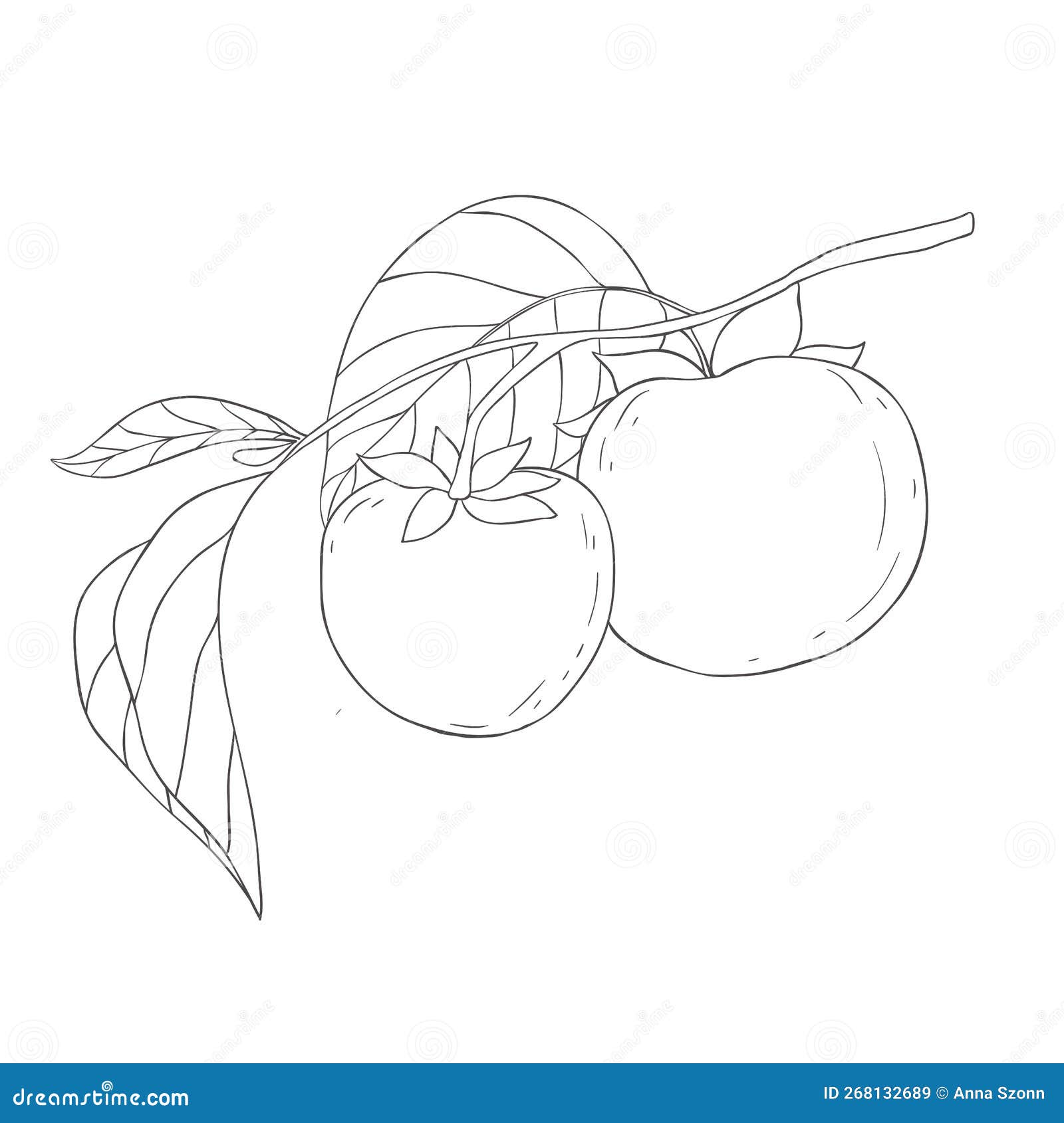 Line Art Persimmons. Elements Of Fruits And Flowers. Royalty-Free Stock ...