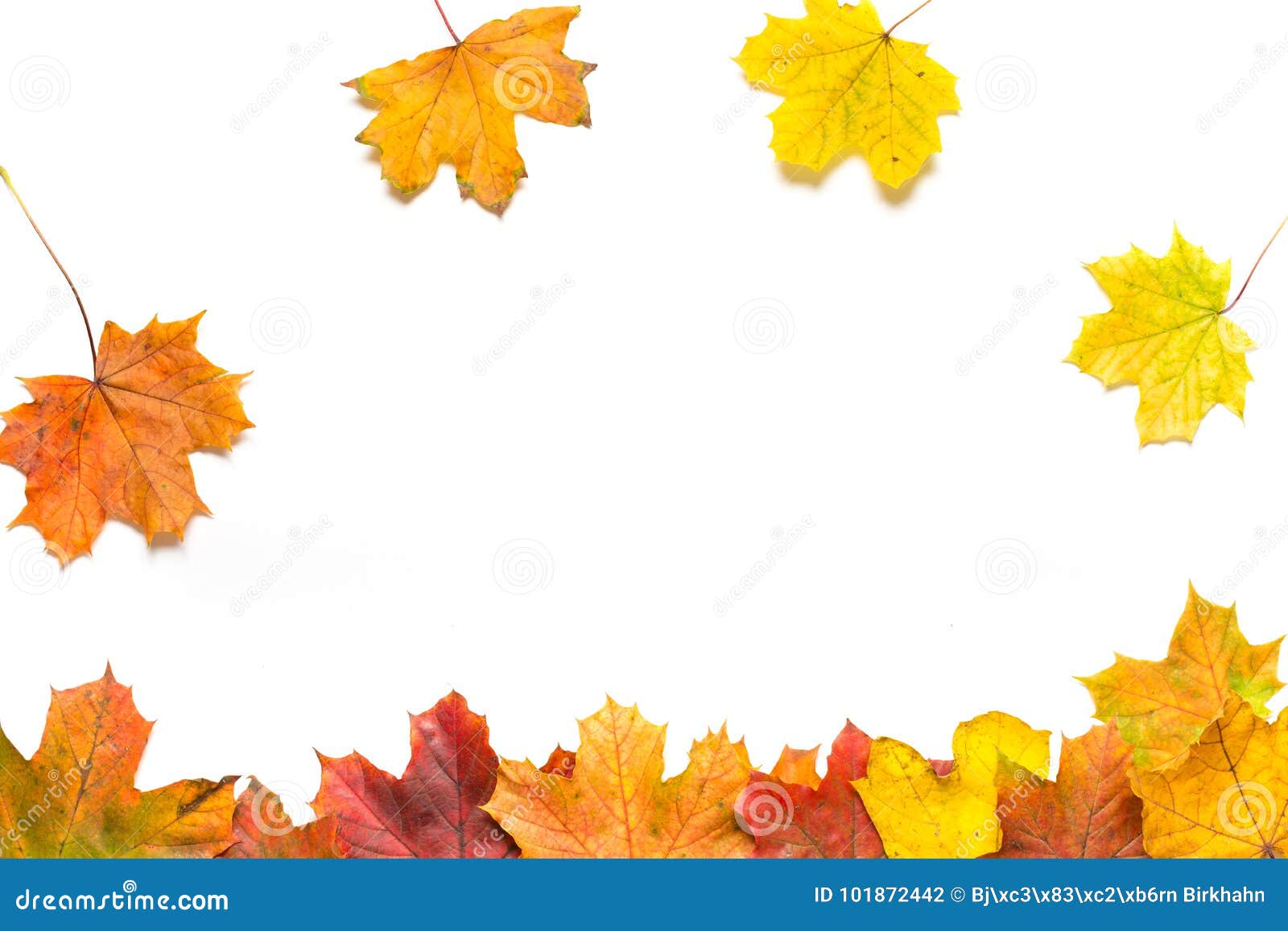 Line of Autumn Leaves with Falling Leaves on a White Background Stock ...