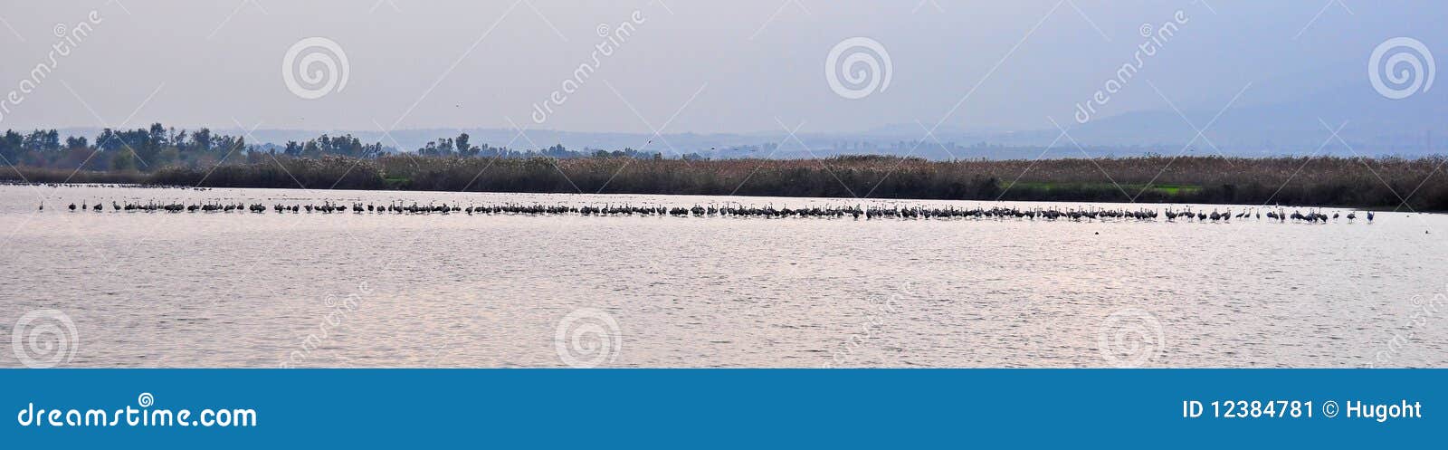 Line of Birds, Ahula, Israel Stock Image - Image of flying, feathers ...