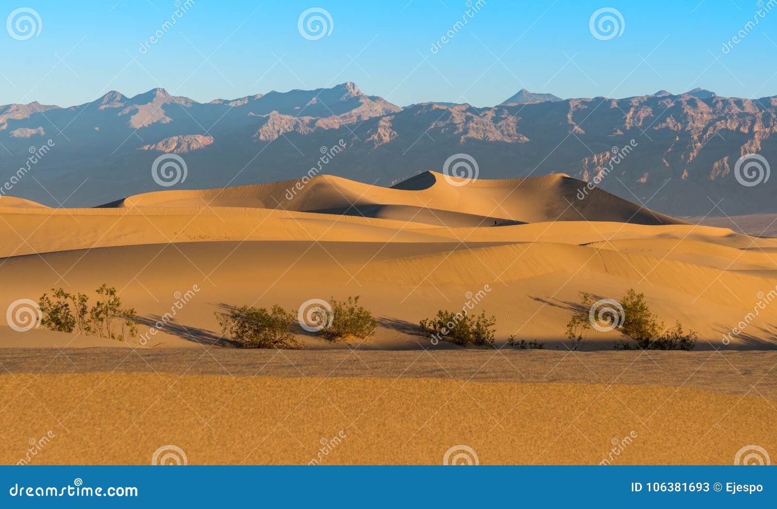 Bush Row on Dunes stock image. Image of california, flat - 106381693