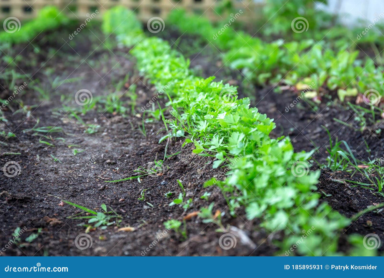 Line of Carrots Planted in the Garden Stock Image - Image of grow ...