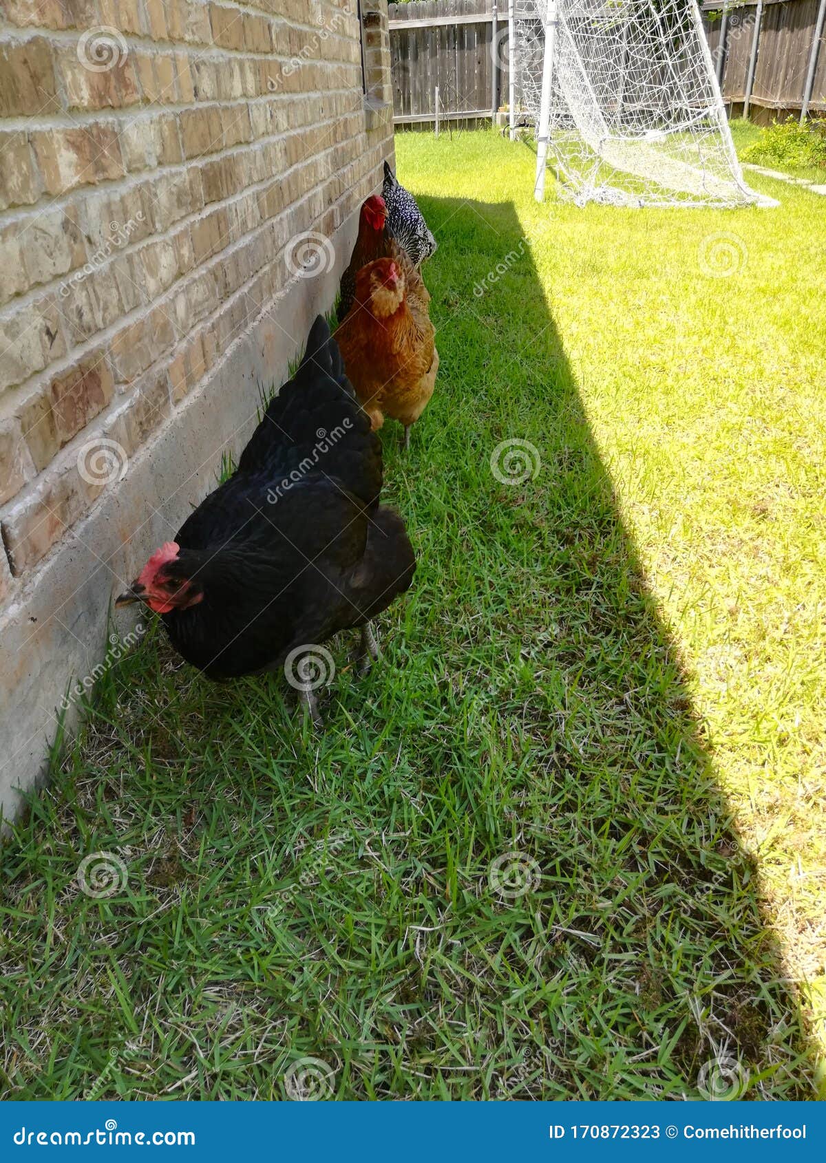 Line of chickens stock image. Image of chick, chickens - 170872323