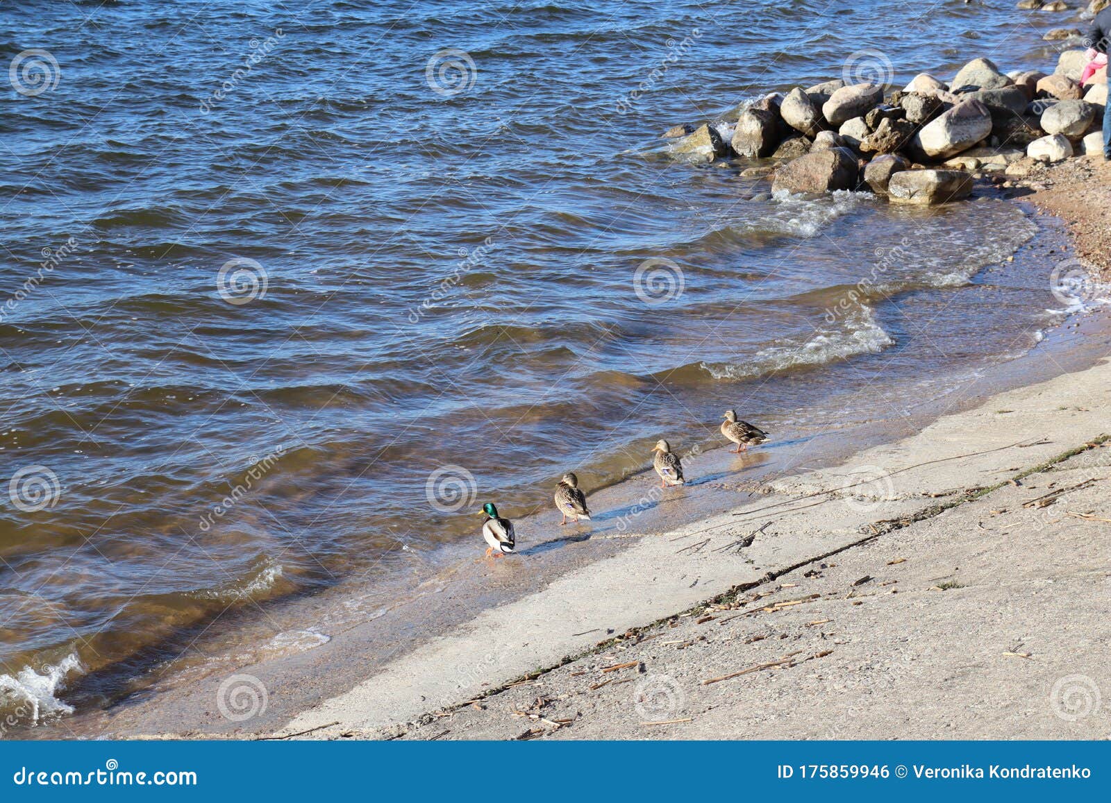 Line of chilling ducks stock photo. Image of birds, chilling - 175859946