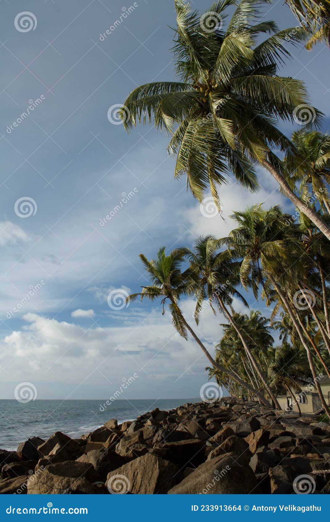 Line of Coconut Trees Along the Seashore Stock Photo - Image of leisure ...
