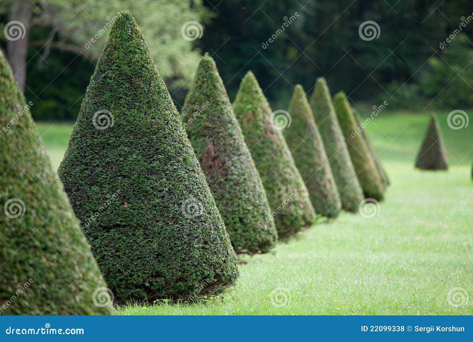 Line of Cone Evergreen Bushes in Cultivated Park Stock Photo - Image of ...