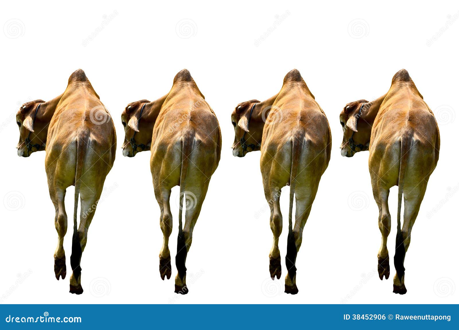 Line of Cow stock photo. Image of backside, methane, meadow - 38452906