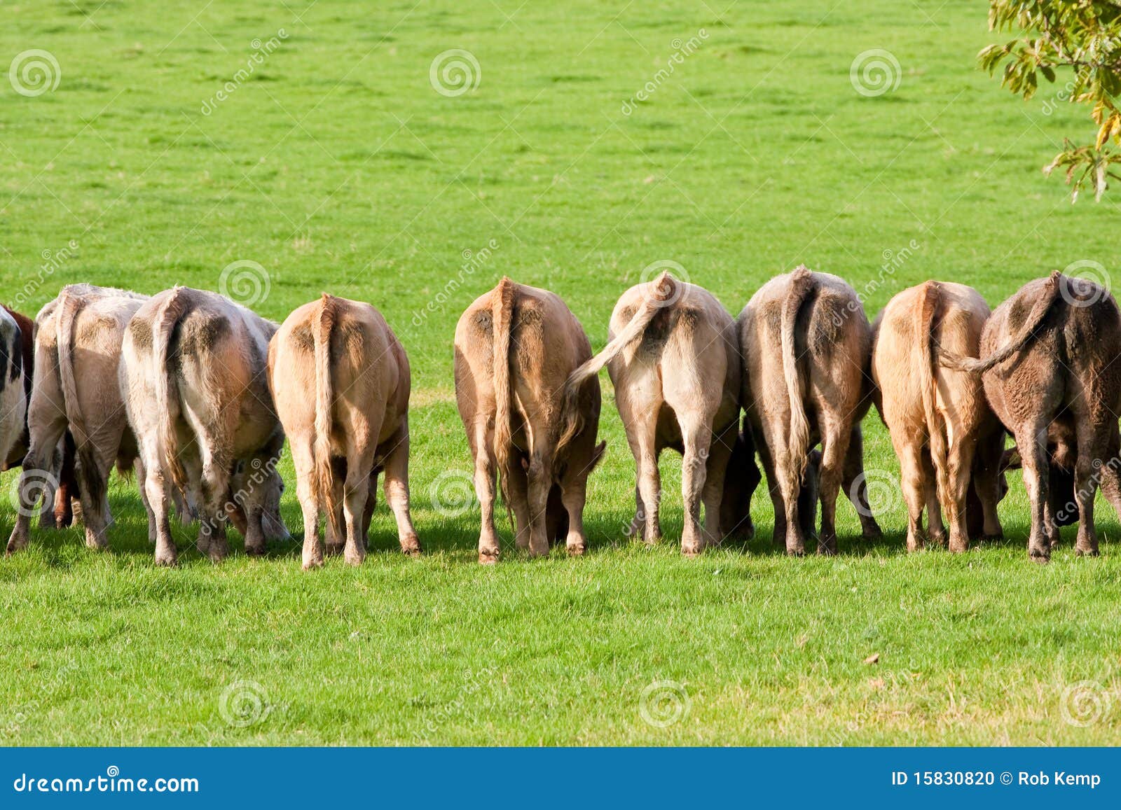 Line of Cow Rear Ends stock photo. Image of back, domestic - 15830820