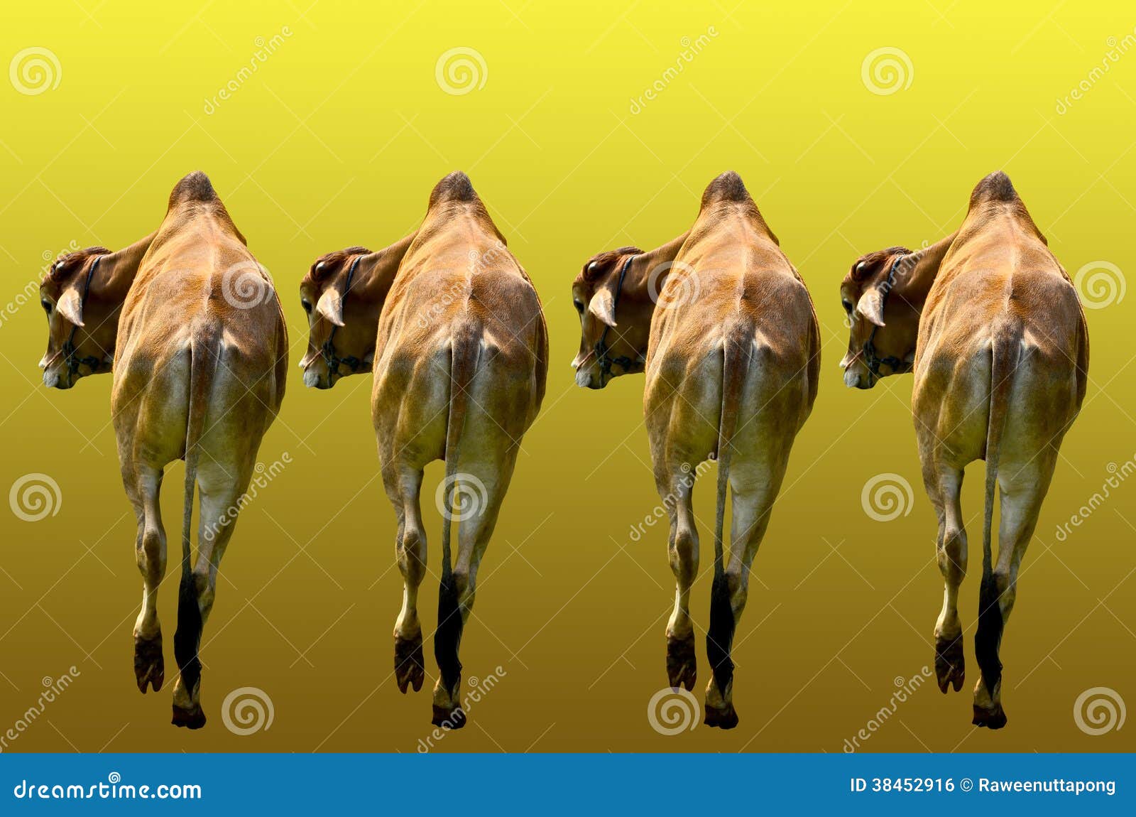 Line of Cow stock photo. Image of hoofed, grass, rear - 38452916