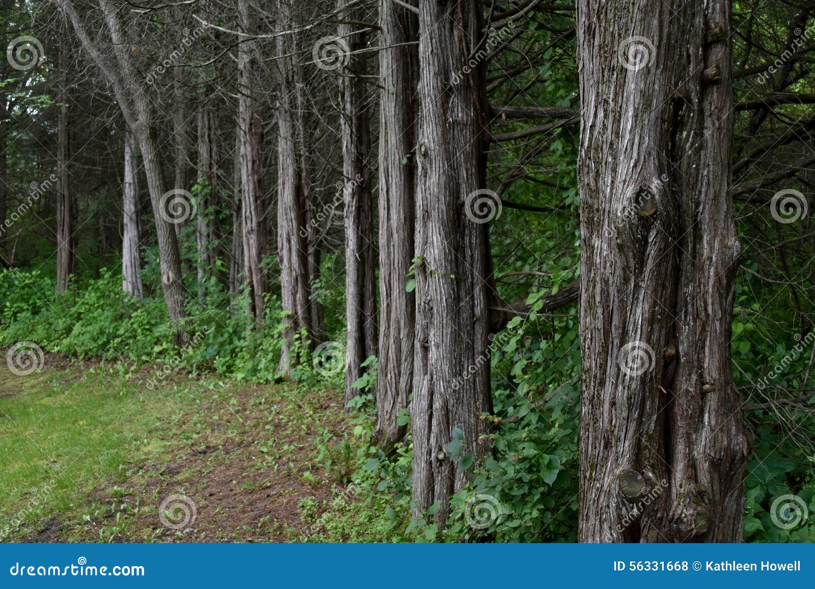 Line of creepy trees stock photo. Image of forest, creepy - 56331668