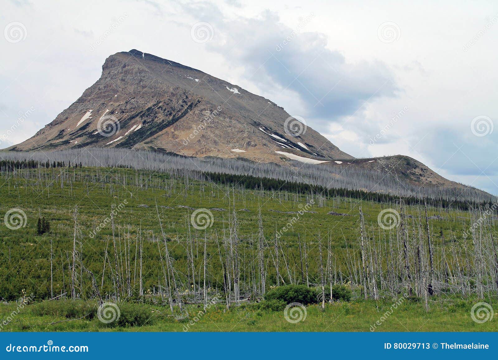 Line of Dead Trees from Forest Fire Stock Image - Image of glaciers ...