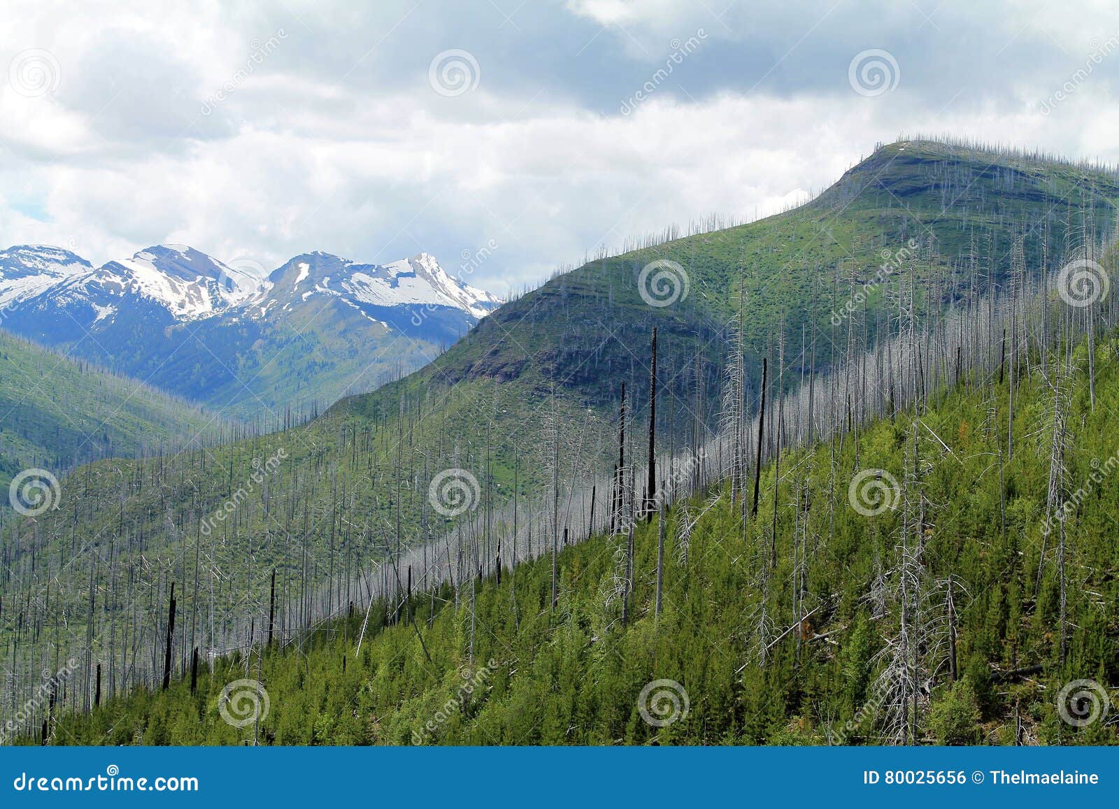 Line of Dead Trees from Forest Fire Stock Photo - Image of snowcapped ...