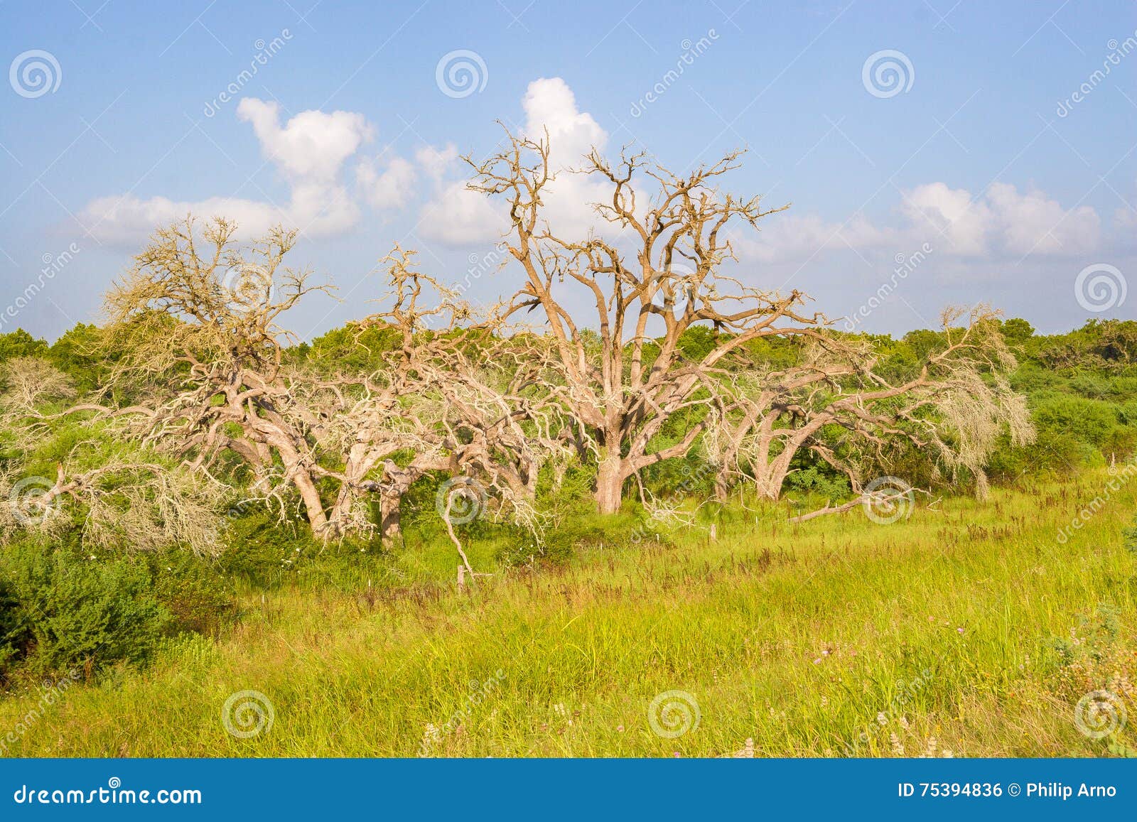 A line of dead trees stock photo. Image of brown, sunny - 75394836
