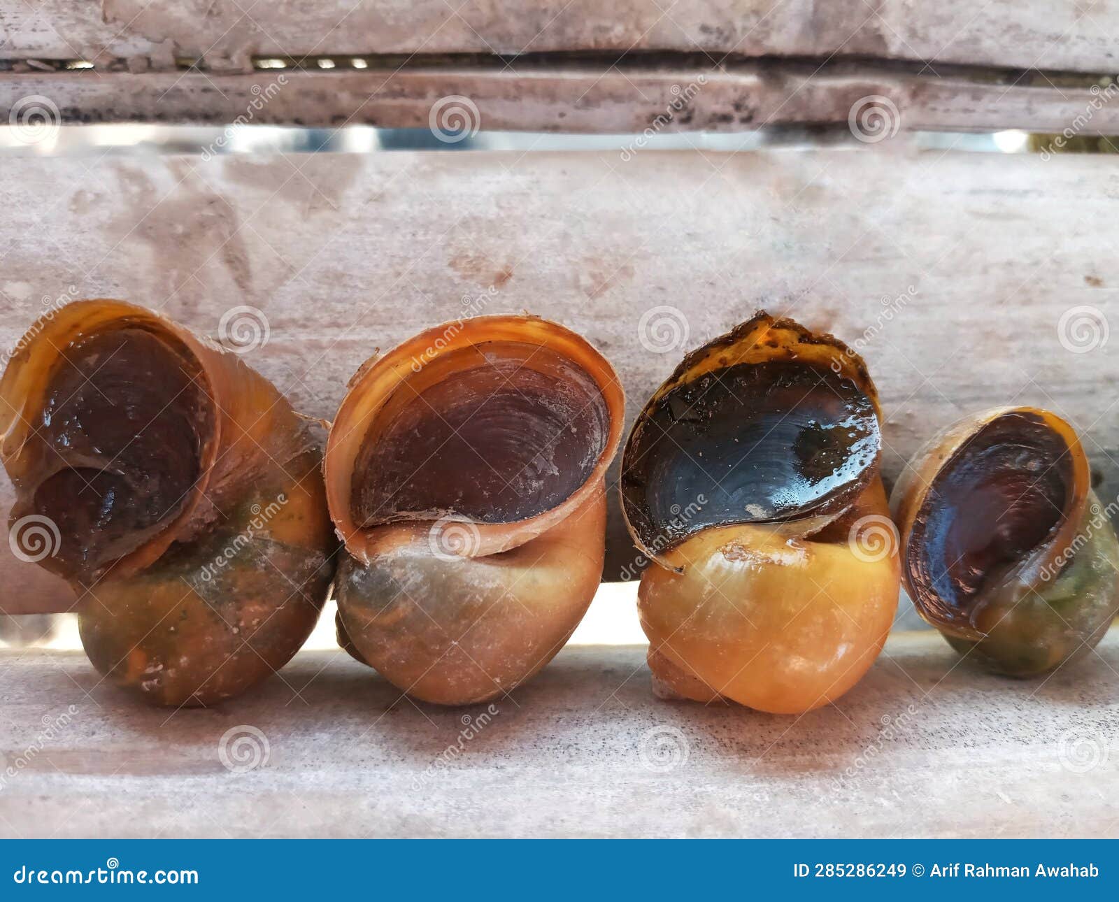 A Line of Dirty Paddy Snails on Old Bamboo Surface Stock Image - Image ...