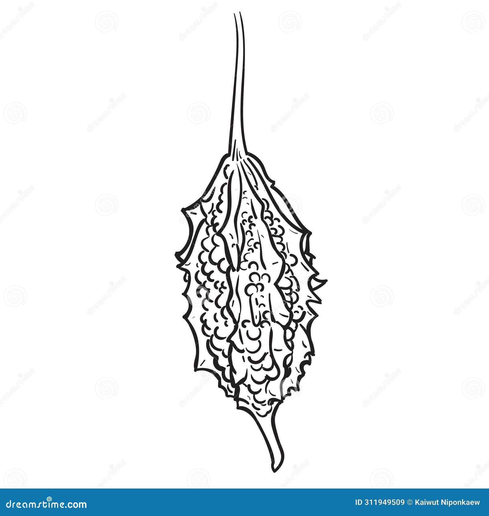 Line Drawing of Bitter Gourd Stock Vector - Illustration of okinawa ...